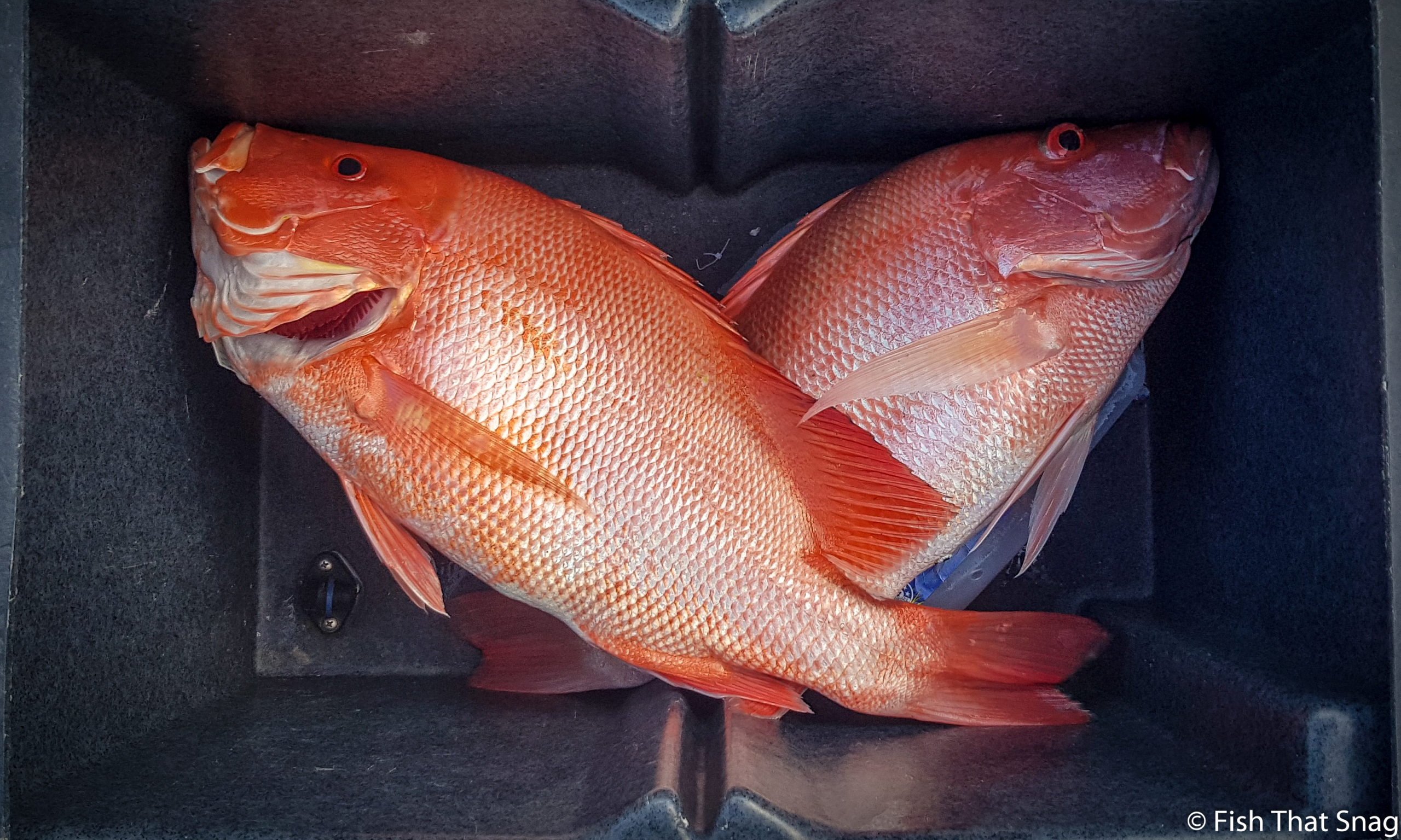 Jigging Shallow Reef - Fishing | Boating | Exploring