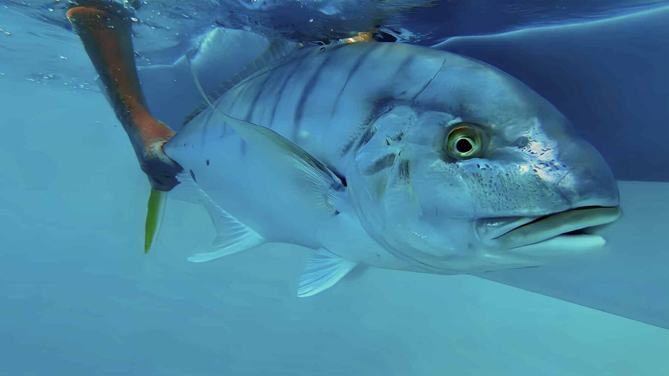Golden Trevally Fishing: Liam's Epic Catch in Hervey Bay - Fishing ...